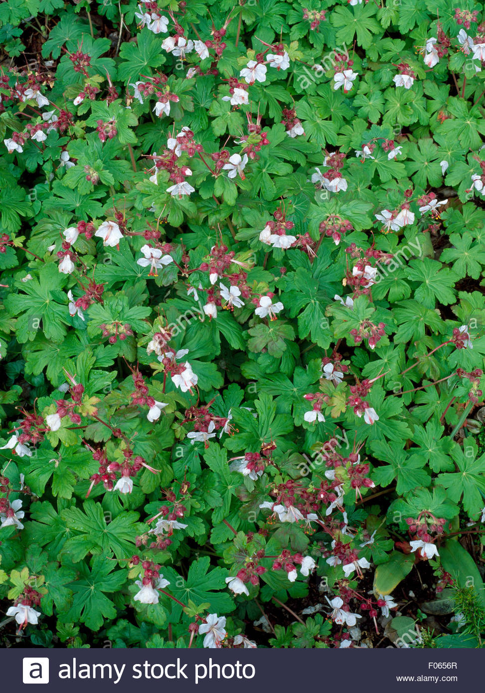 Geranium Macrorrhizum Album High Resolution Stock Photography and ...