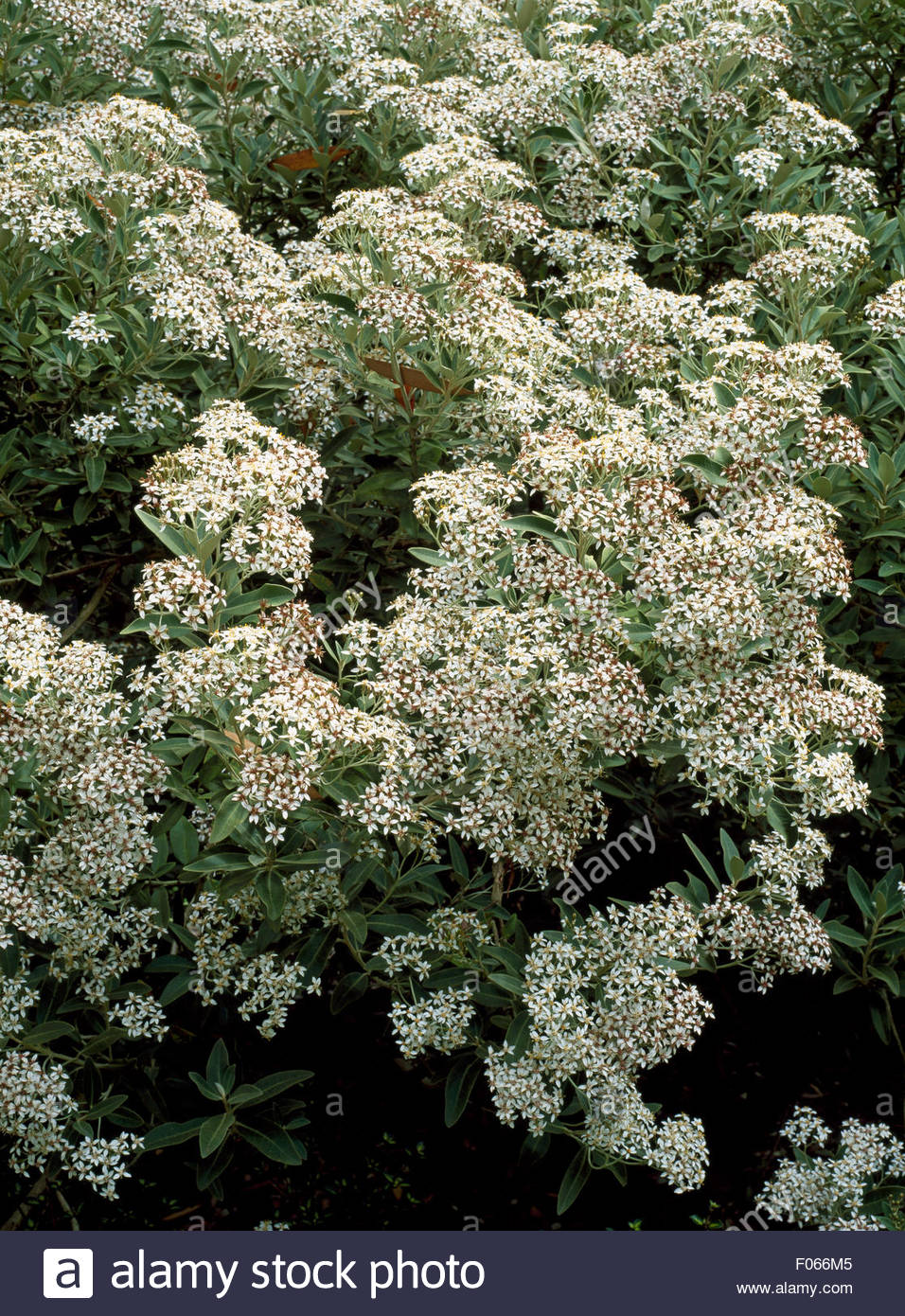 Olearia Stock Photos & Olearia Stock Images - Alamy