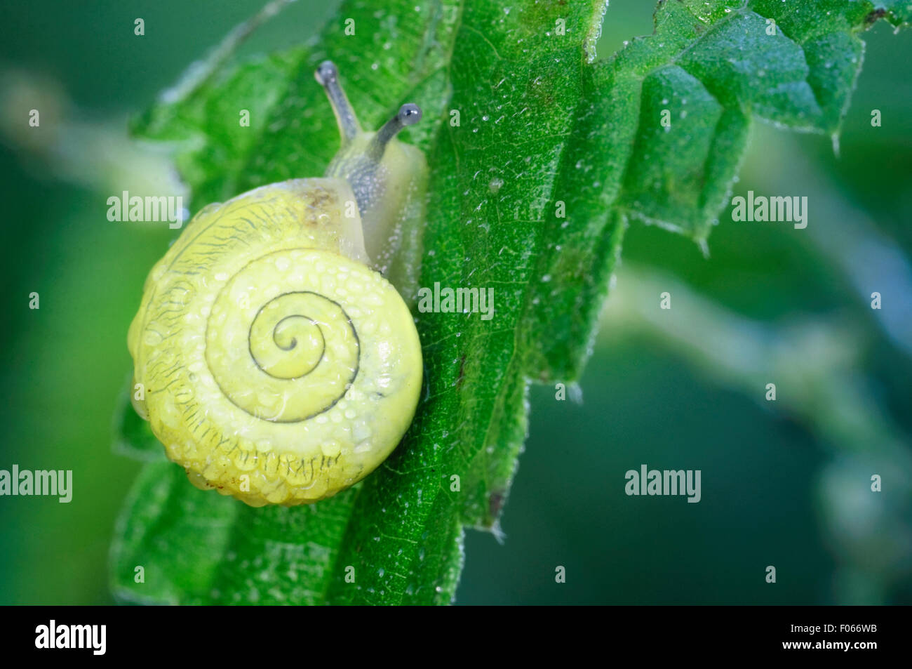 Italy, Lombardy, Province of Cremona, Yellow Snail on Green Grass Close ...