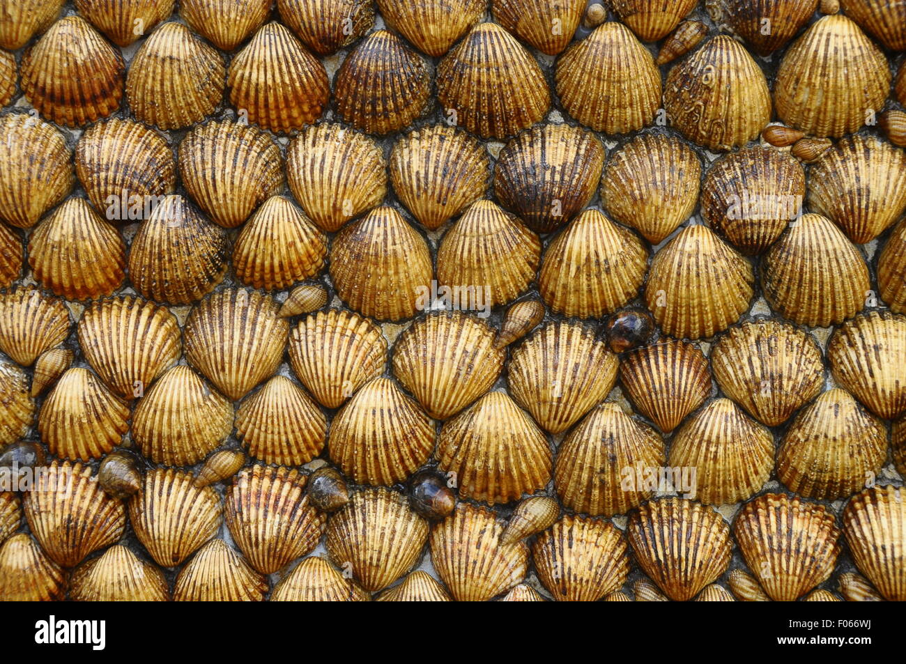 Covering of shells hi-res stock photography and images - Alamy
