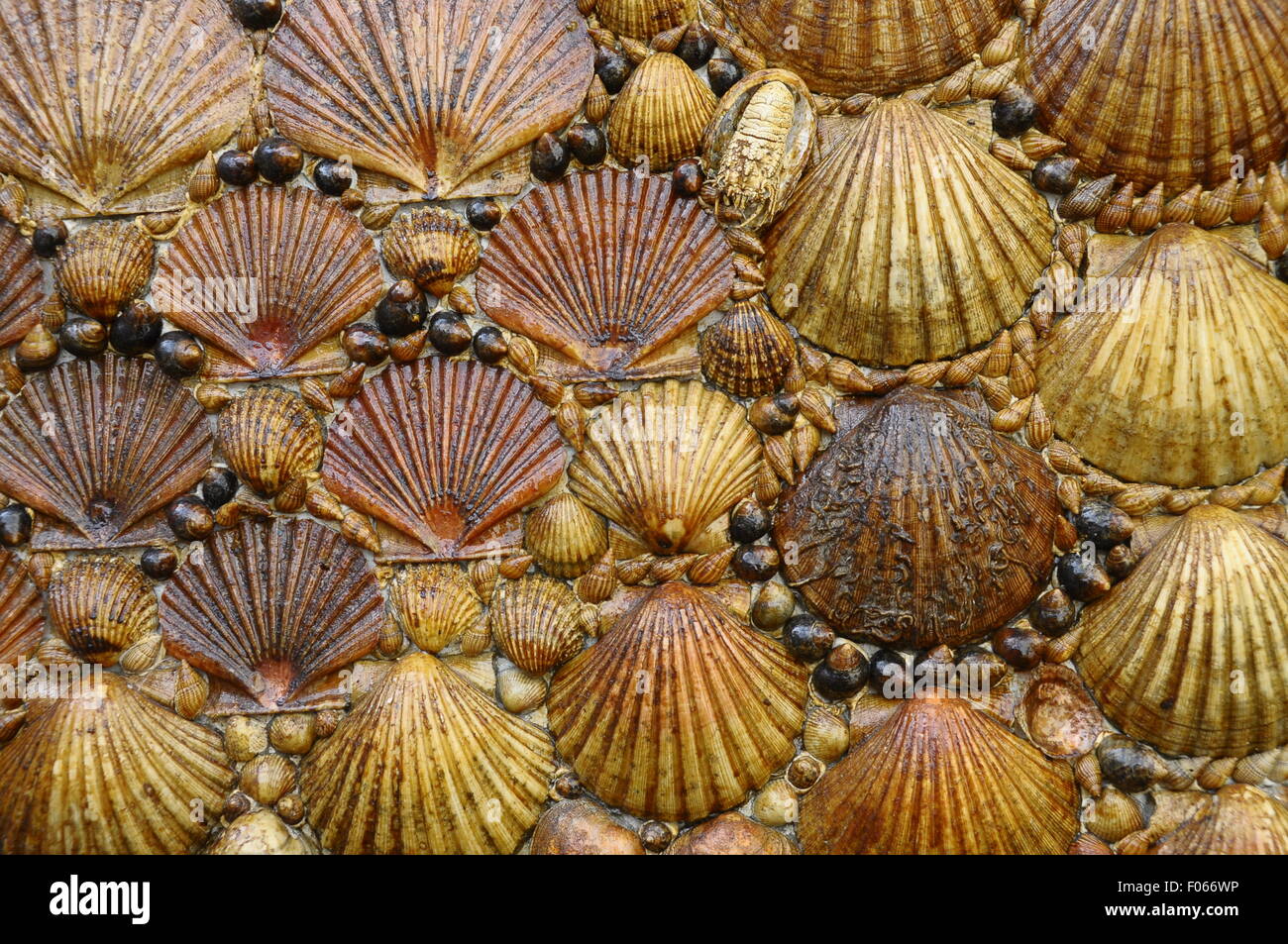 Oyster shell wall hi-res stock photography and images - Alamy