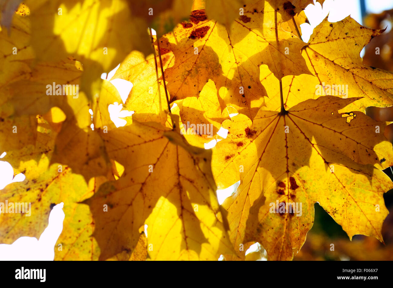 Italy, Lombardy, Nature Detail of Colorful Fall Foliage with Yellow ...