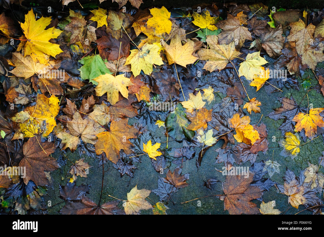 Italy, Lombardy, Autumn Leaves on Steps Stock Photo - Alamy