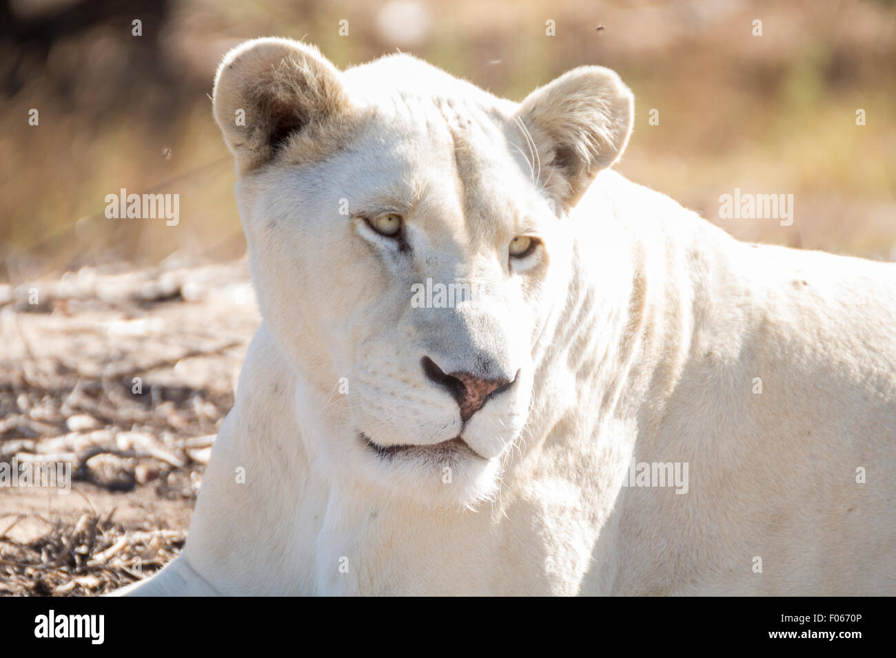 White Lioness High Resolution Stock Photography and Images - Alamy