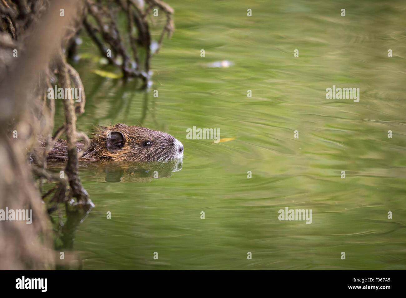 Muskrat in the water hiding between roots of a tree in wetlands Stock ...