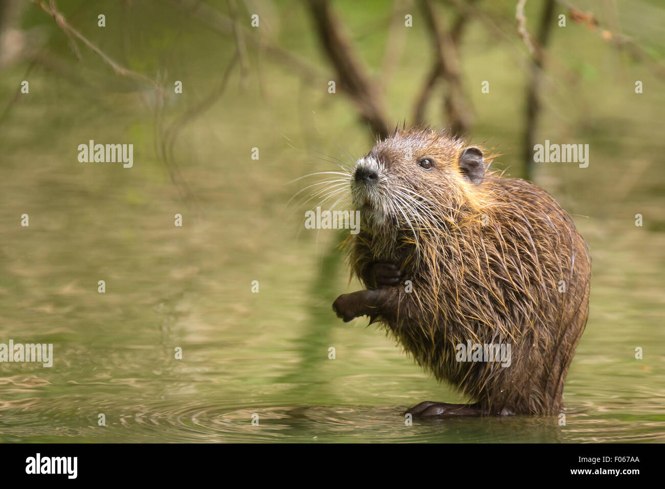 Muskrat in the water hiding between roots of a tree in wetlands Stock ...