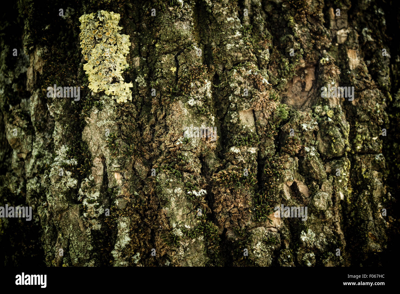 A close-up shot made to a tree Stock Photo - Alamy