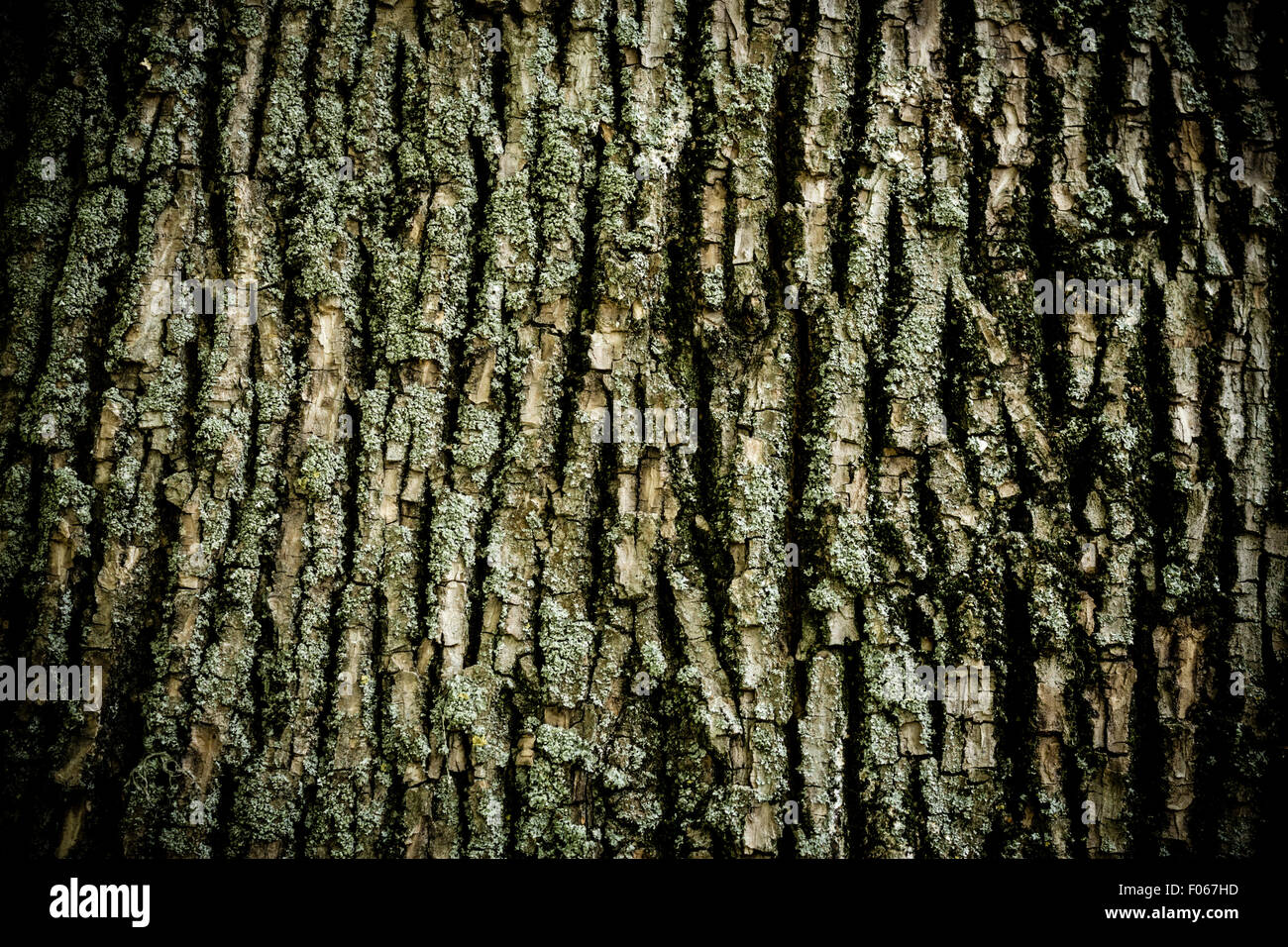 Close up shot tree hi-res stock photography and images - Alamy