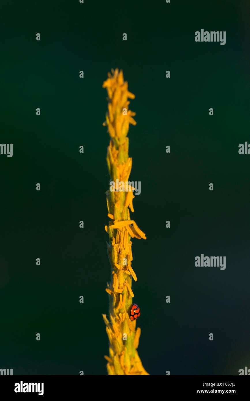 Baby corn farming hi-res stock photography and images - Alamy