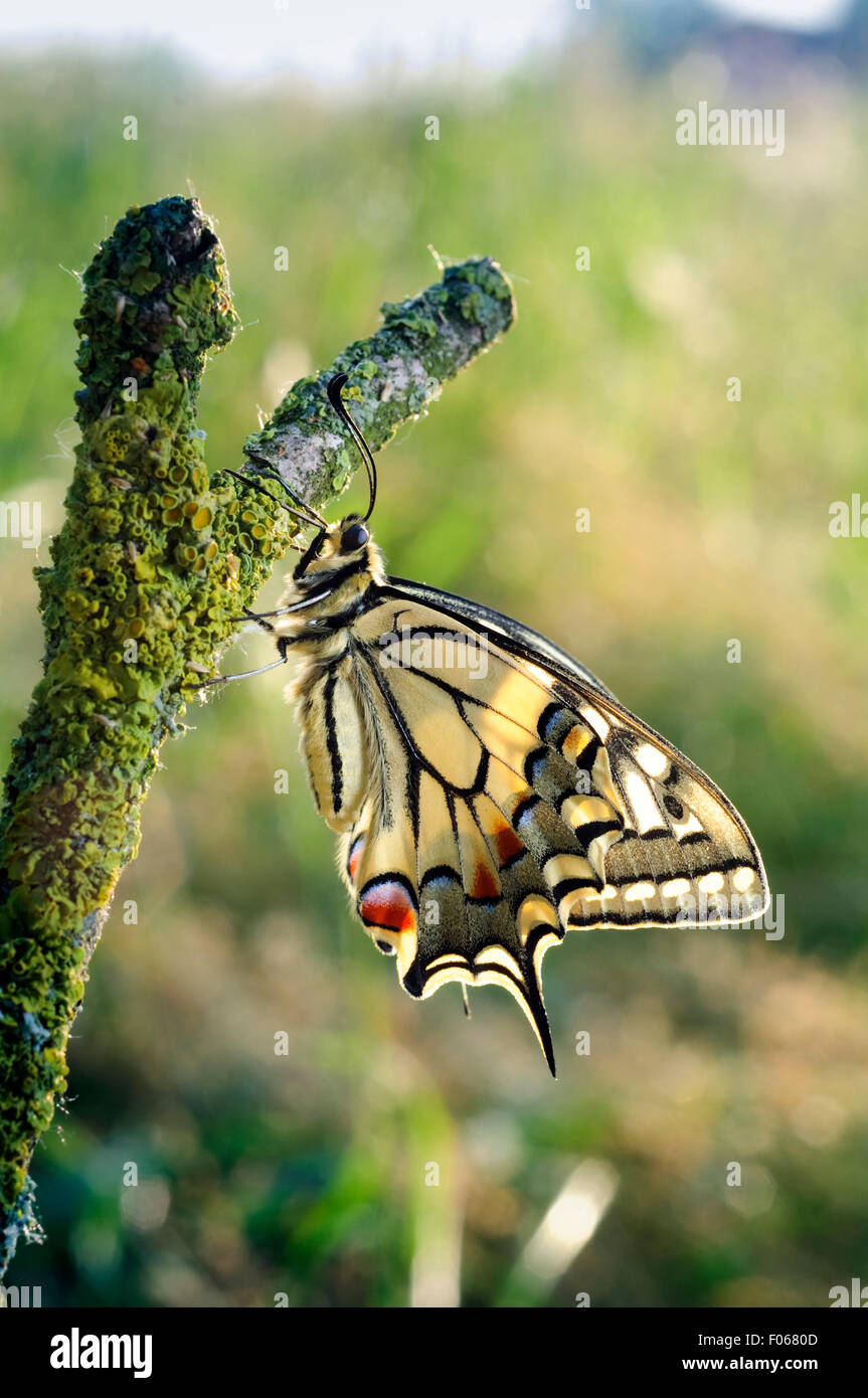 Old world swallowtail hi-res stock photography and images - Alamy