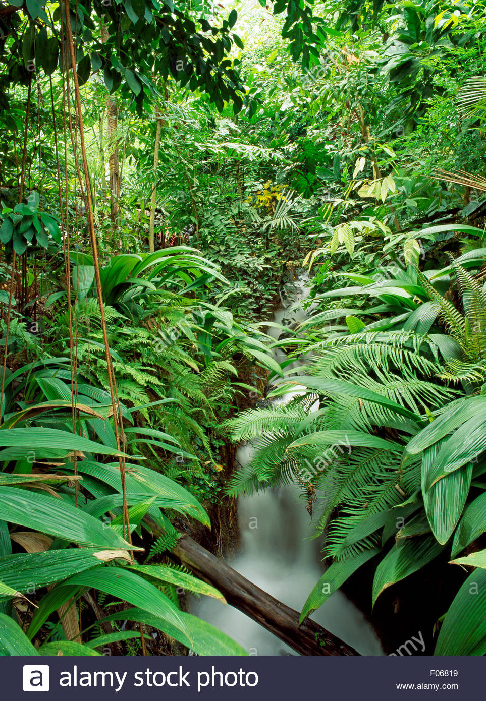 Humid Tropics Biome High Resolution Stock Photography and Images - Alamy