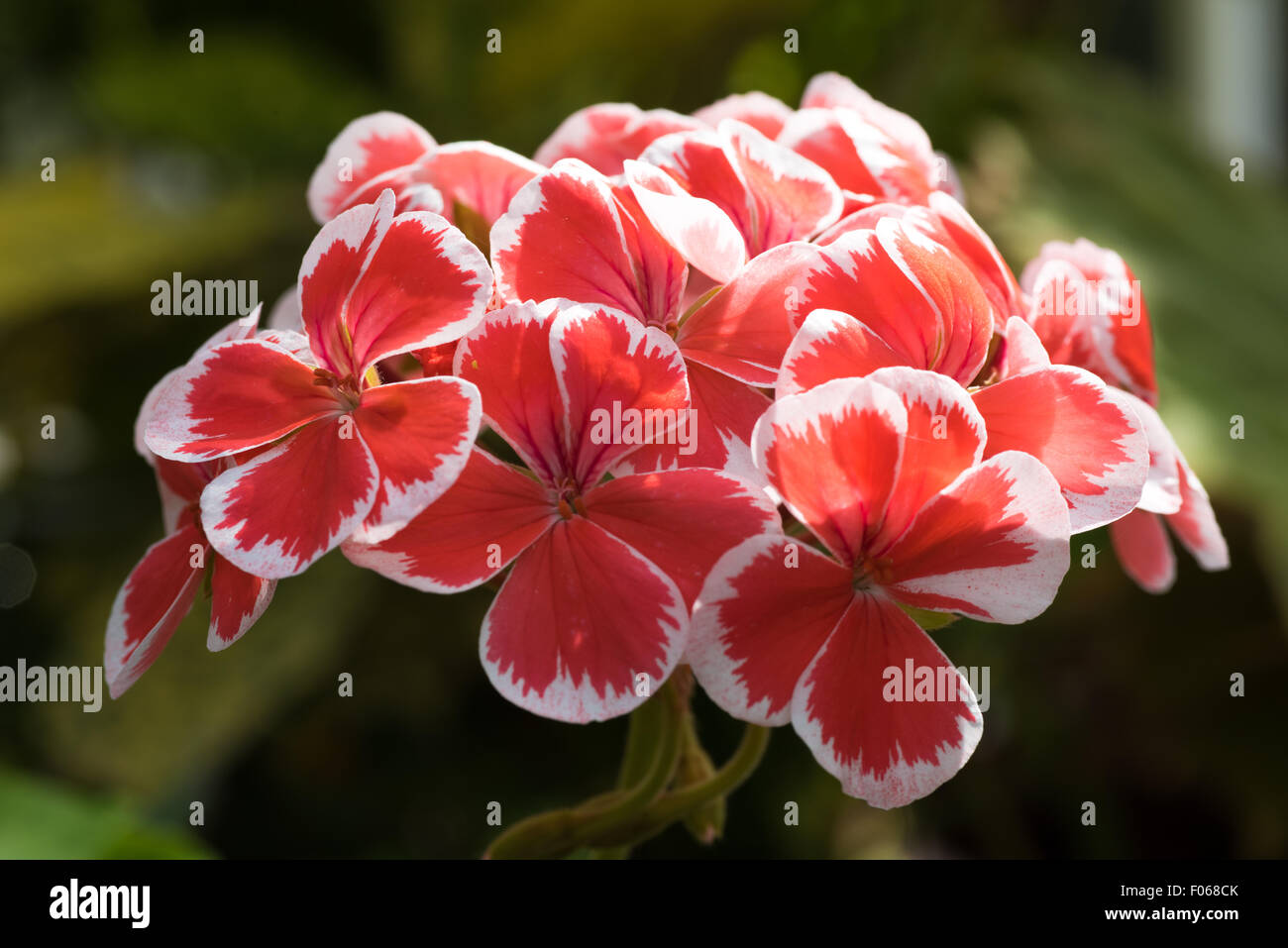 A Geranium flower in the Victorian Conservatory in the West Park ...