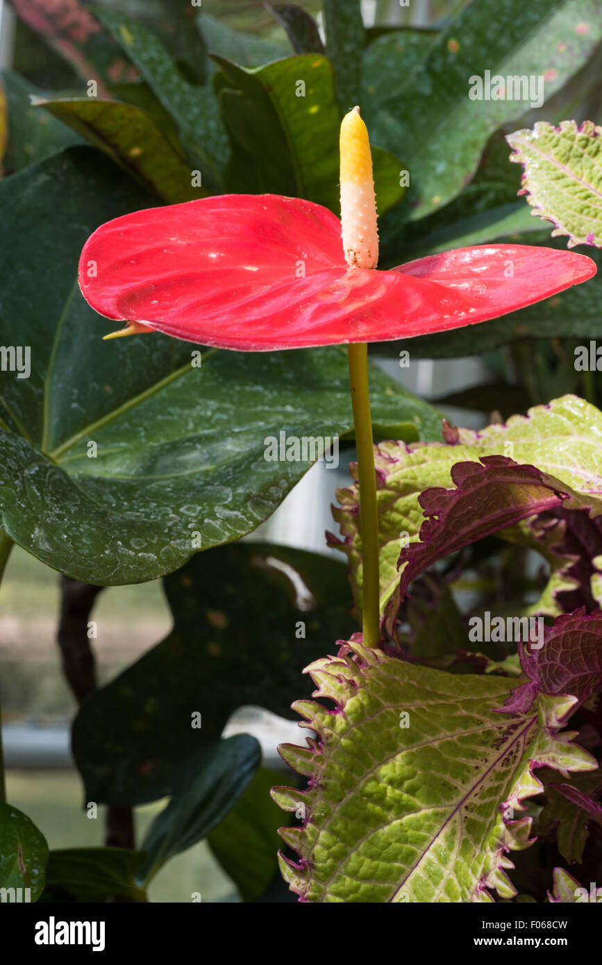 Anthurium in the Victorian Conservatory in the West Park Wolverhampton ...