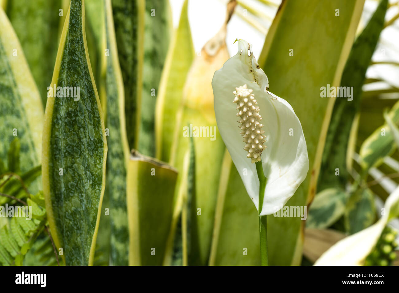 A Peace Lily in the Victorian Conservatory in the West Park ...
