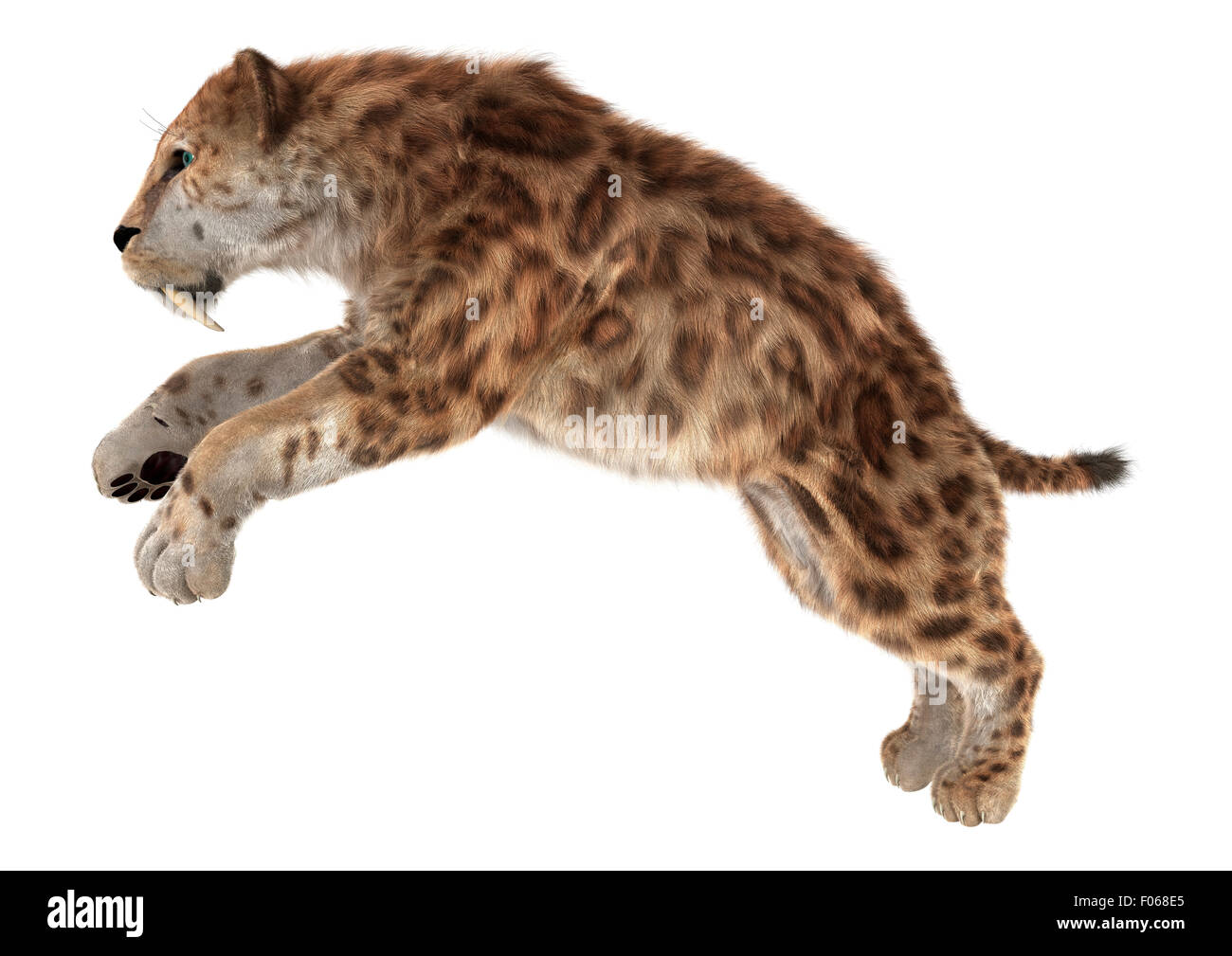 Smilodon hi-res stock photography and images - Alamy