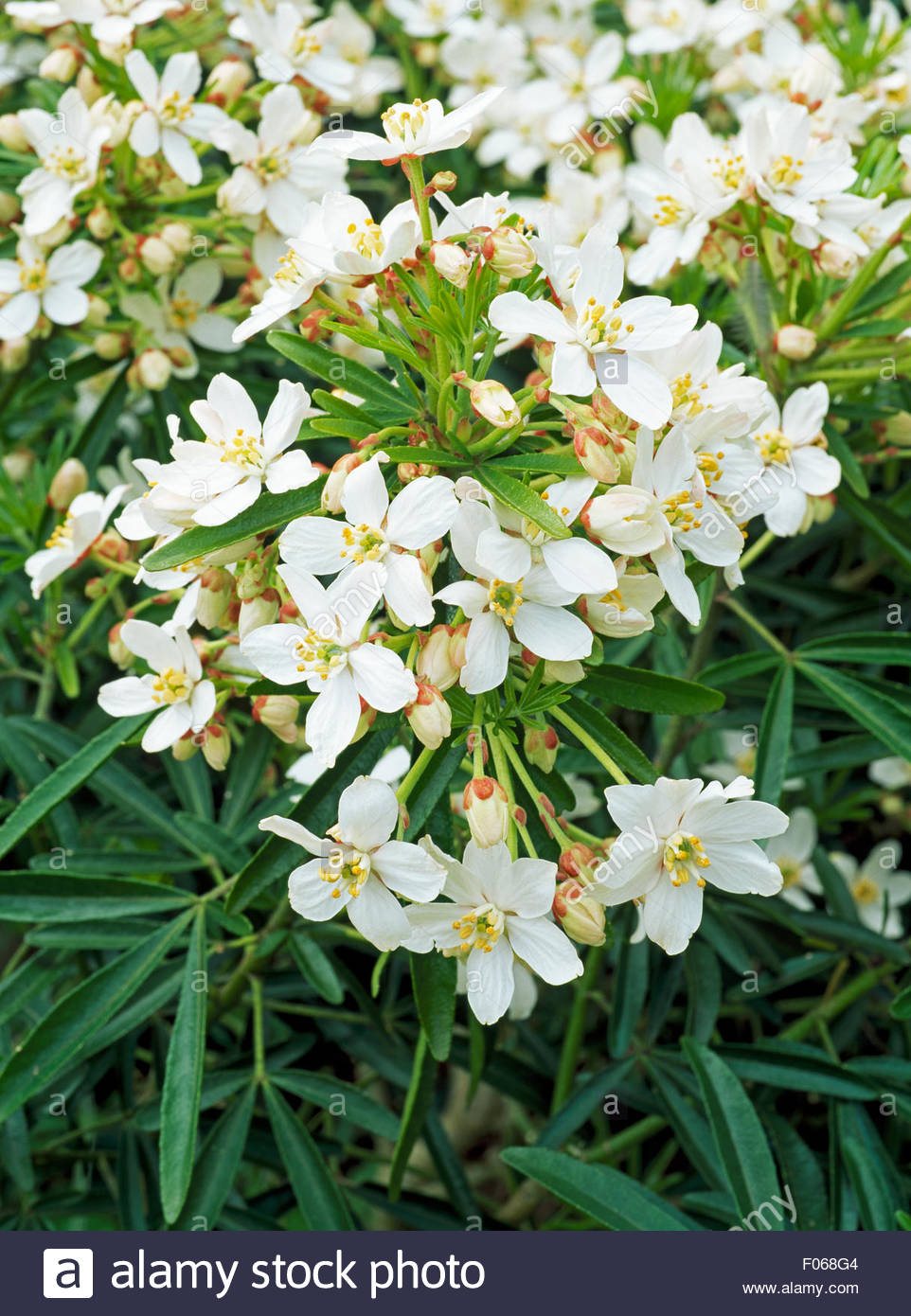 Choisya Aztec Pearl High Resolution Stock Photography and Images - Alamy