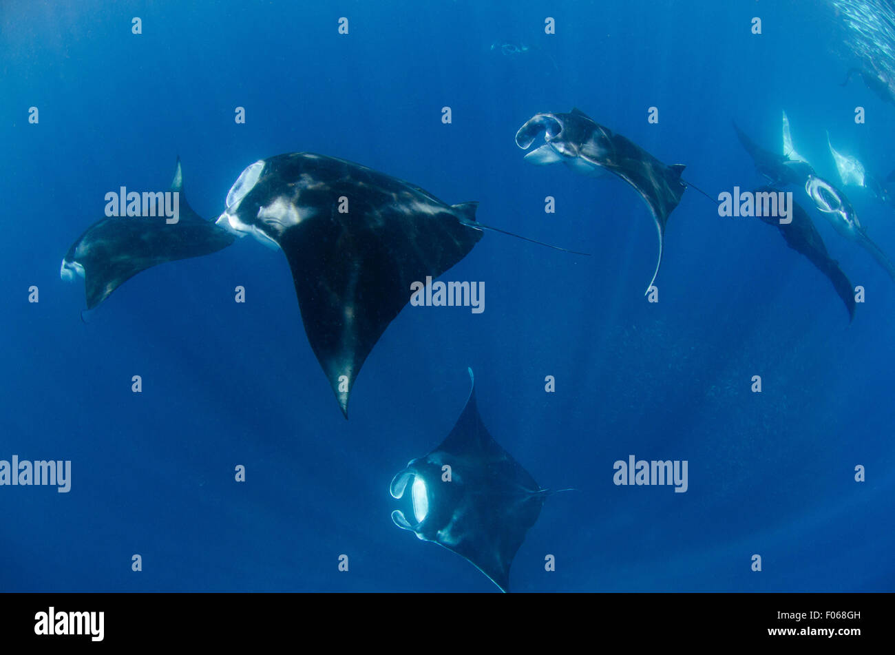 Manta rays, Manta alfredi, feeding near the surface, Manta Sandy ...