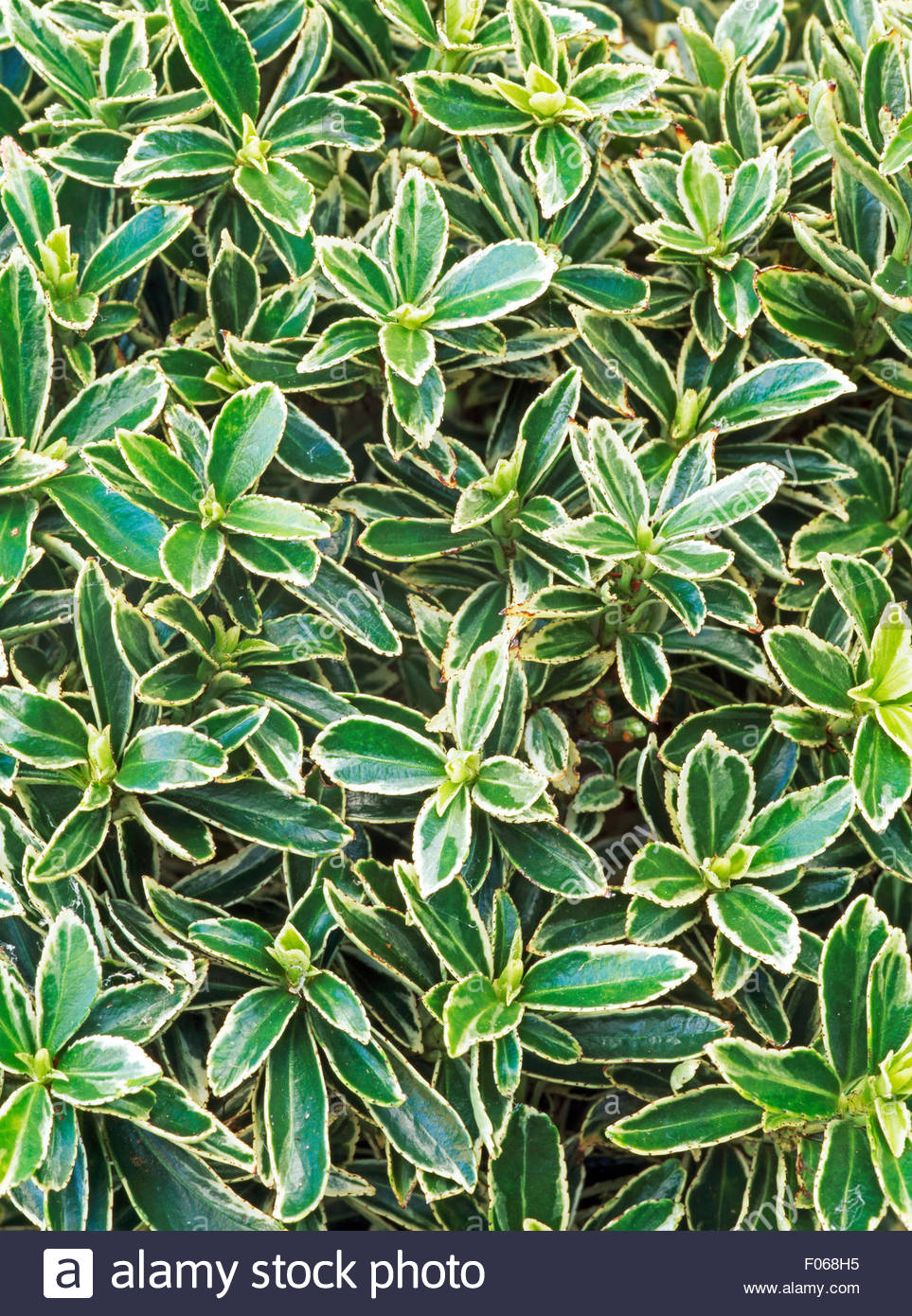 Microphyllus High Resolution Stock Photography and Images - Alamy