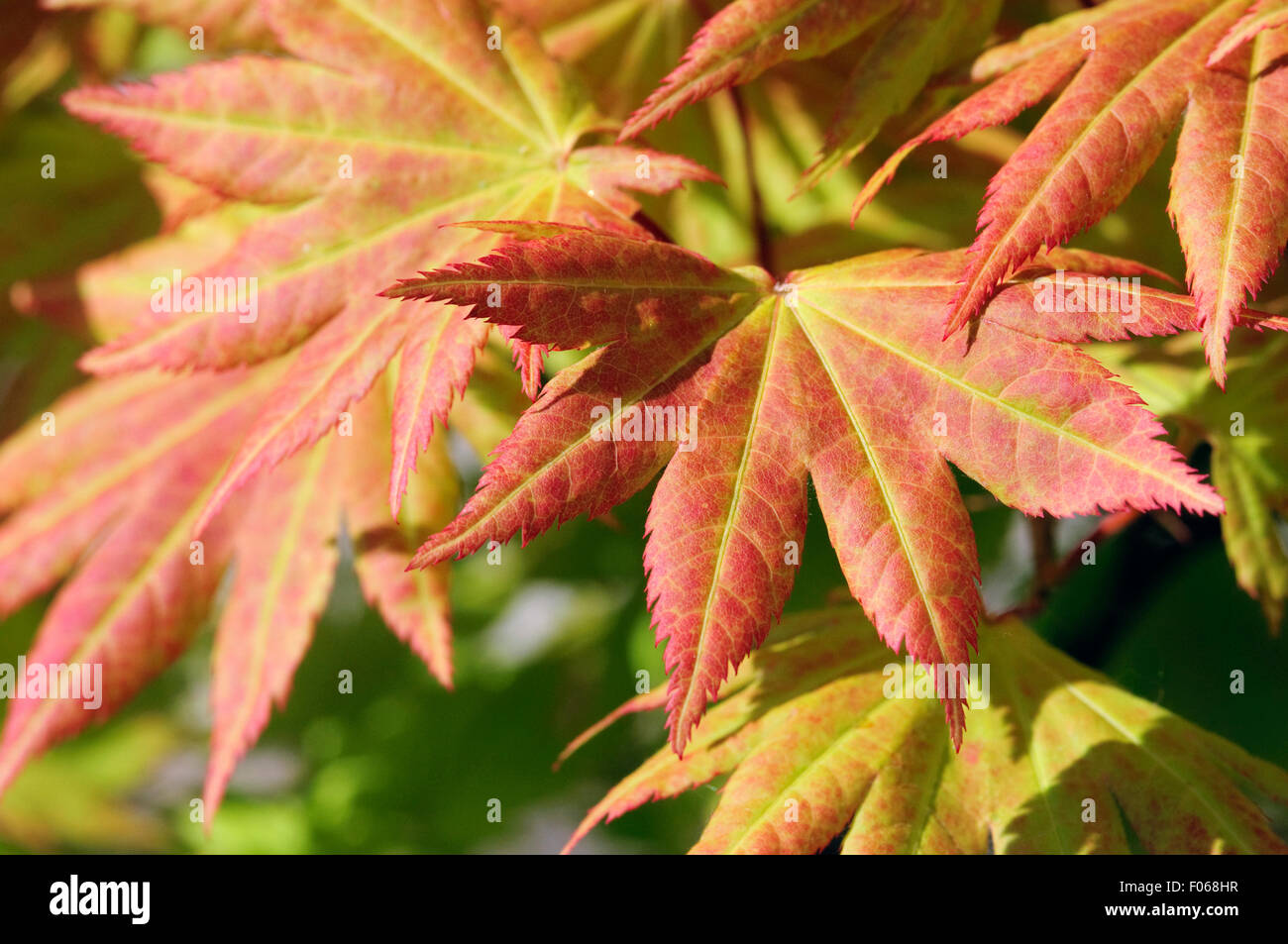 Acer shirasawanum hi-res stock photography and images - Alamy