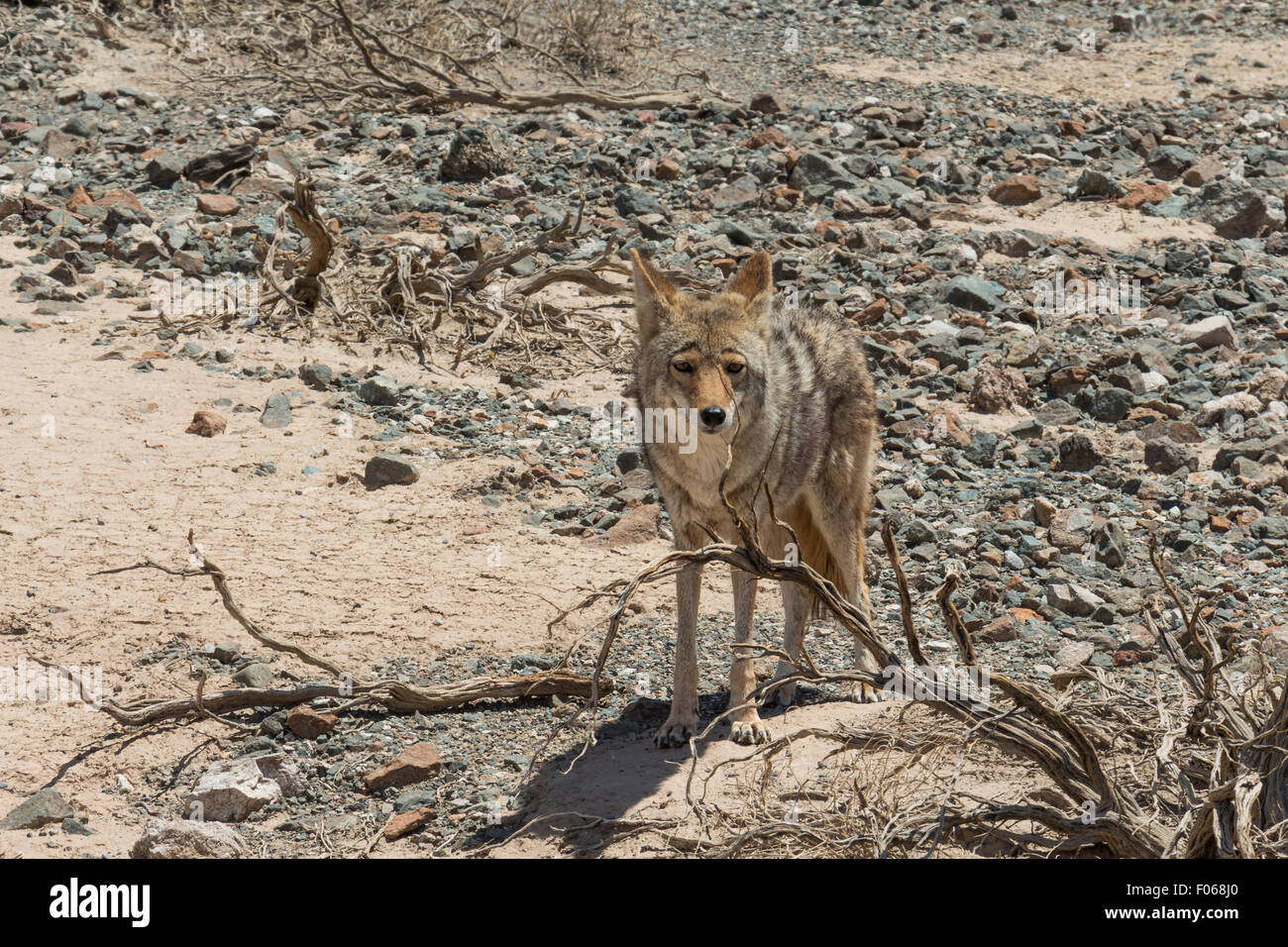 Coyote, Death Valley, USA Stock Photo - Alamy