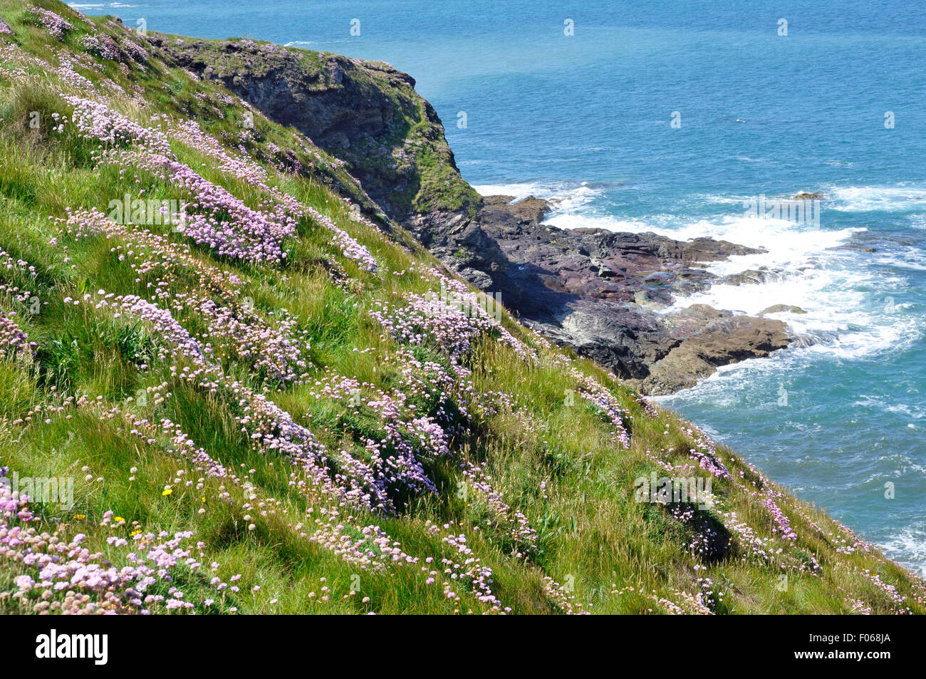 Nth Cornwall coast path - wild thrift cascading down cliff face to ...