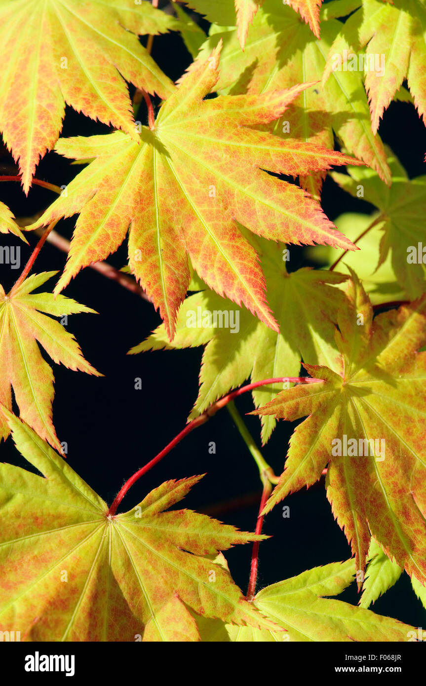 Acer shirasawanum hi-res stock photography and images - Alamy