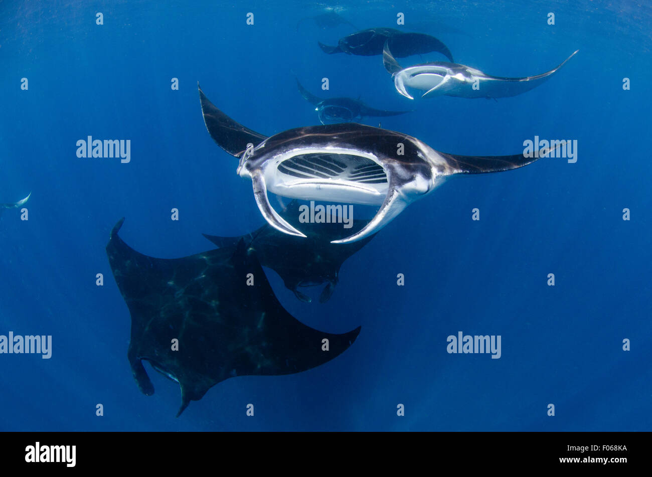 Manta rays feeding hi-res stock photography and images - Alamy