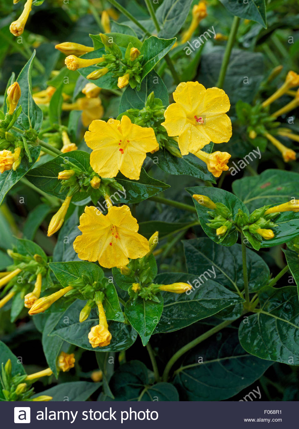 Mirabilis Jalapa High Resolution Stock Photography and Images - Alamy