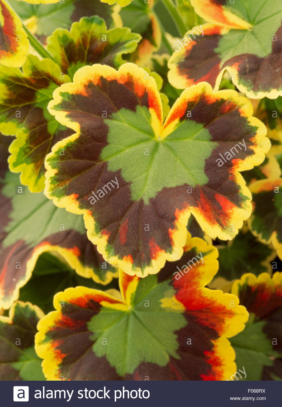 Pelargonium Mrs Pollock High Resolution Stock Photography and Images ...