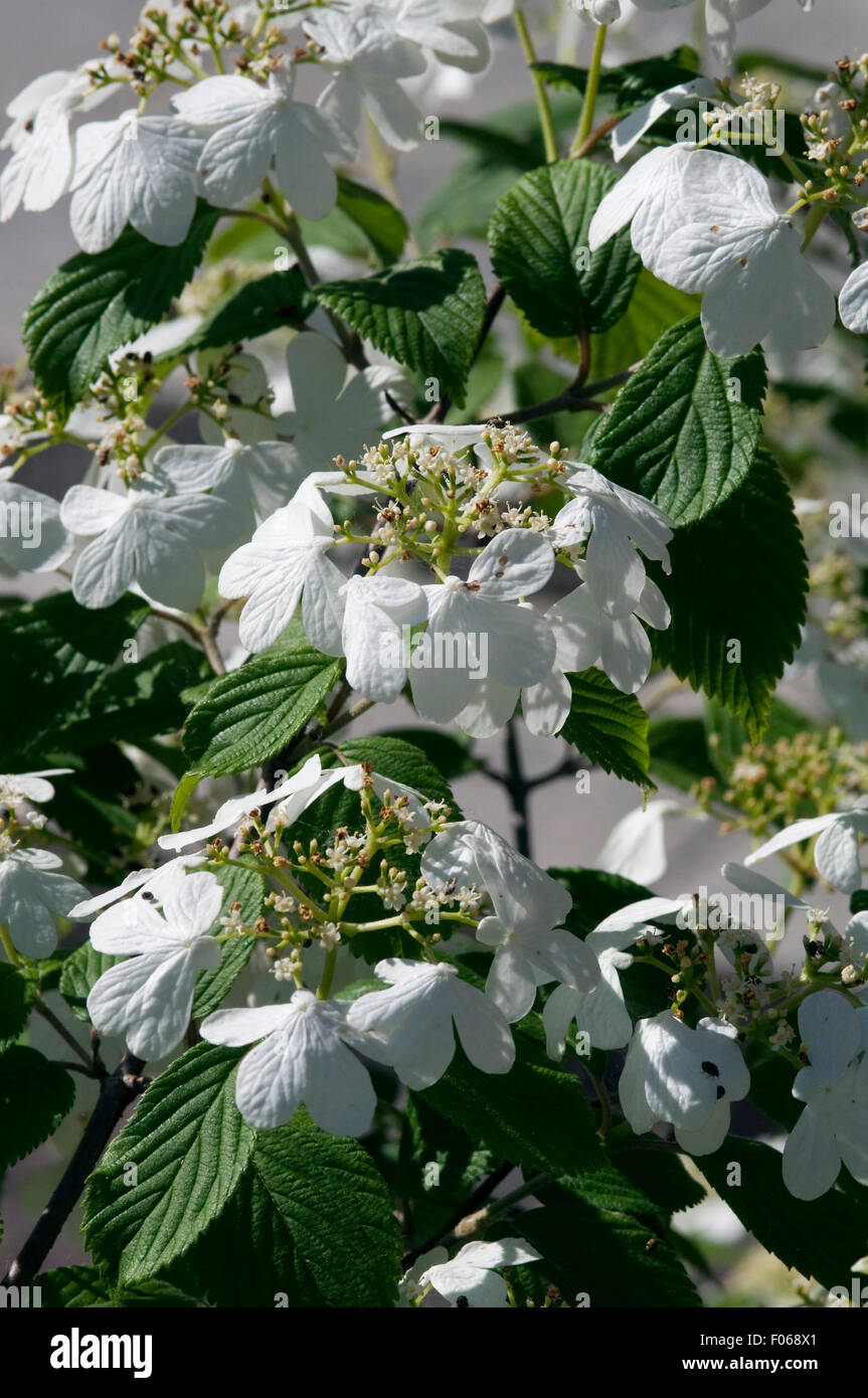 Viburnum Plicatum Watanabe Stock Photo - Alamy Viburnum Plicatum Watanabe Stock Photo - Alamy