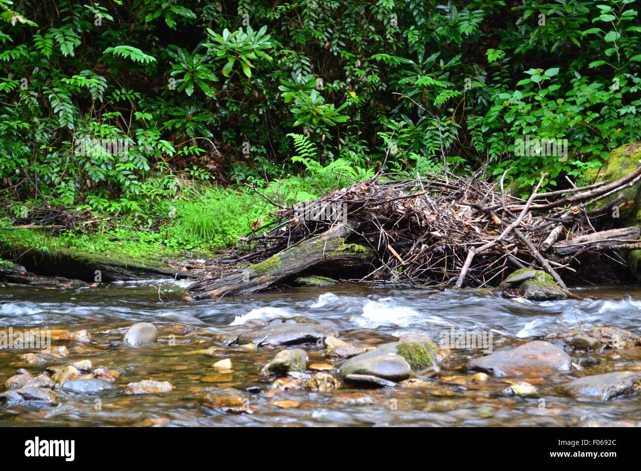 Beaver dam river side Stock Photo - Alamy