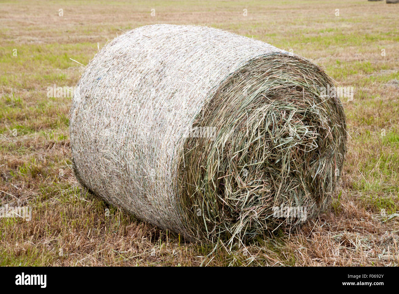 haystack on the field Stock Photo - Alamy