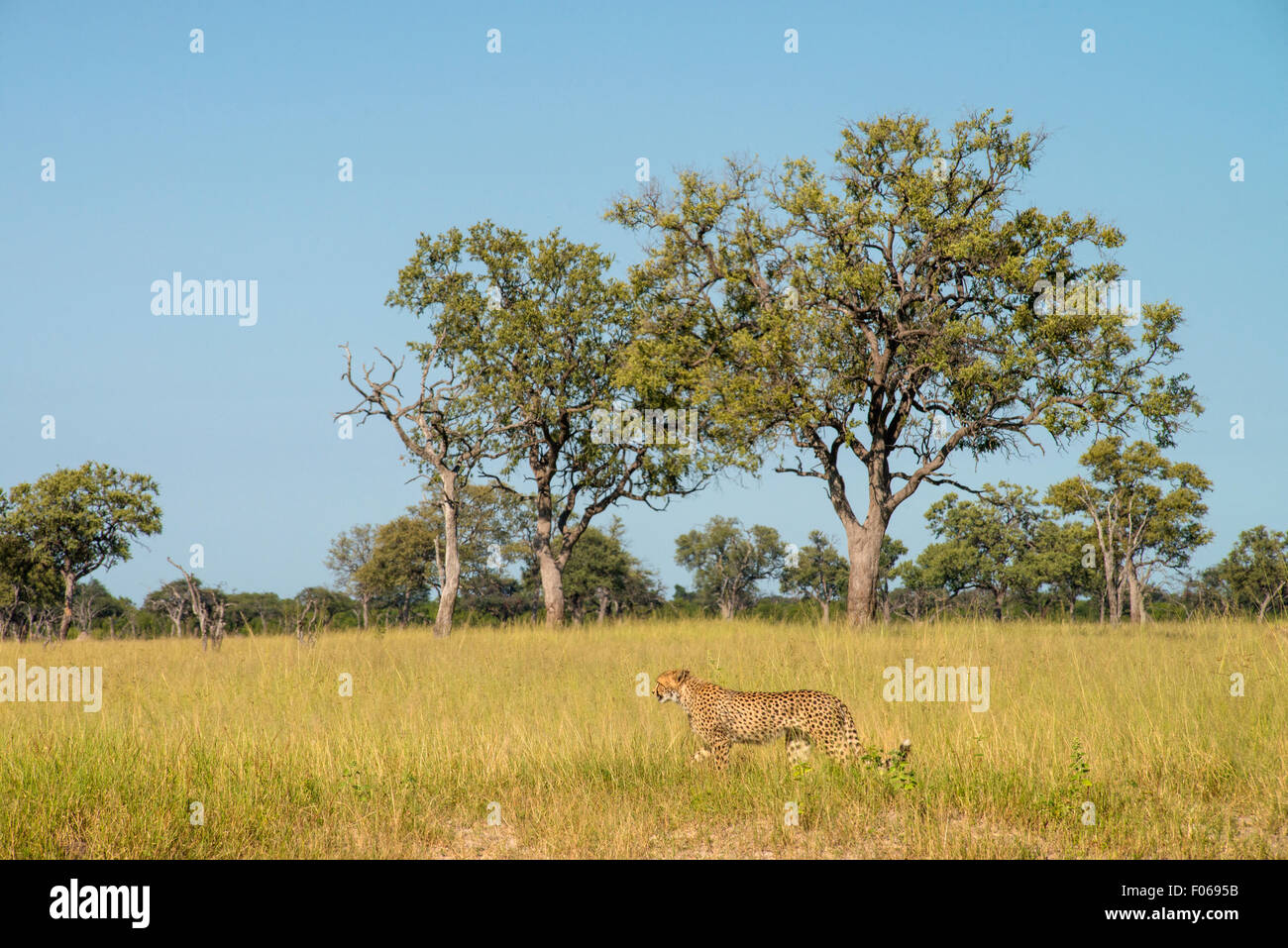 Cheetah Exploring High Resolution Stock Photography and Images - Alamy
