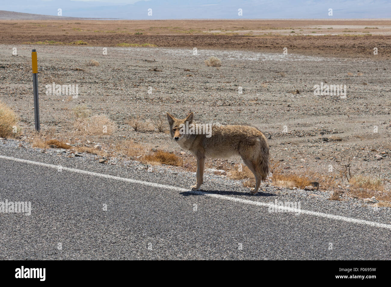 Death valley wildlife hi-res stock photography and images - Alamy