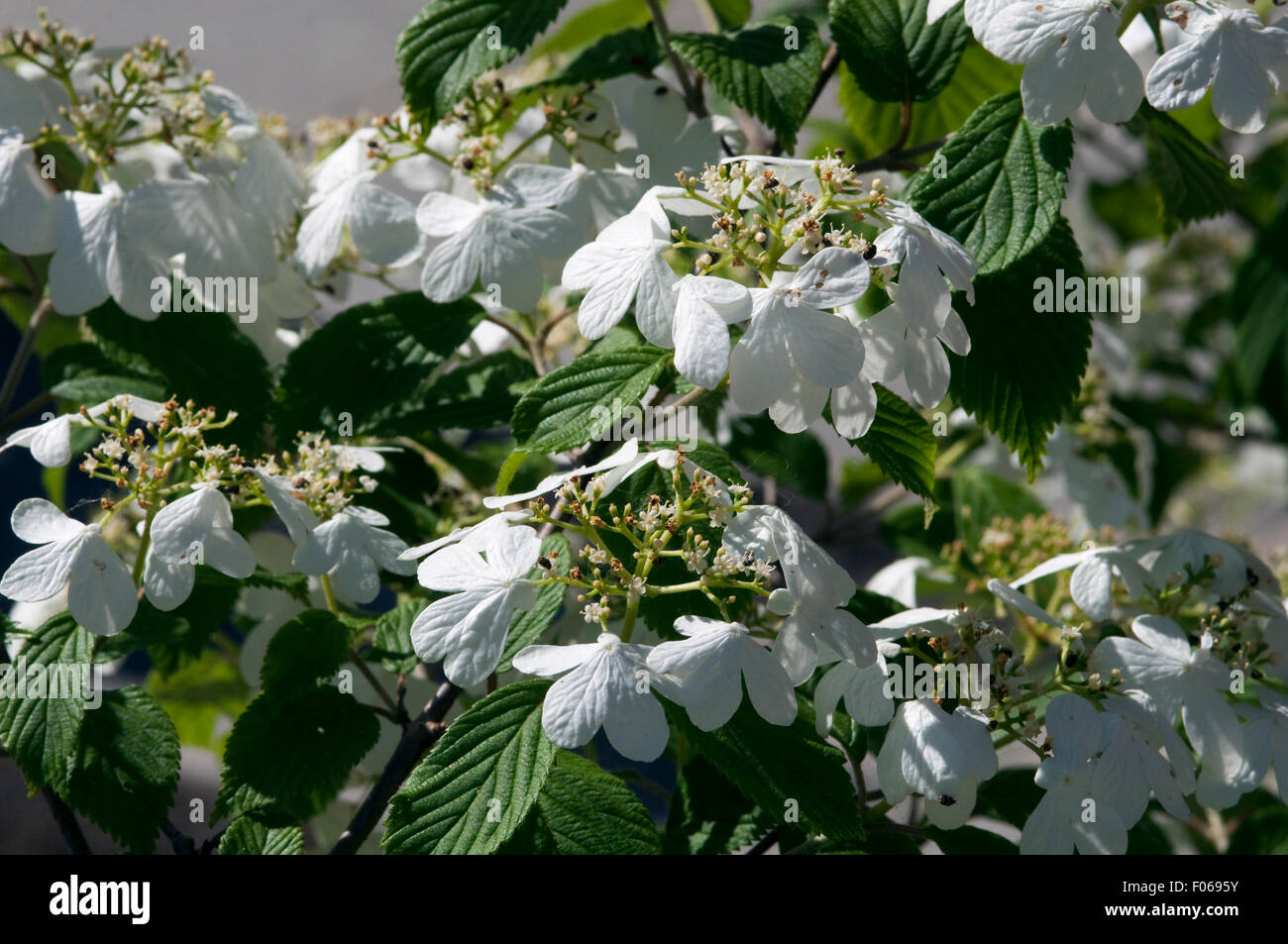 Viburnum Plicatum Watanabe Stock Photo - Alamy Viburnum Plicatum Watanabe Stock Photo - Alamy