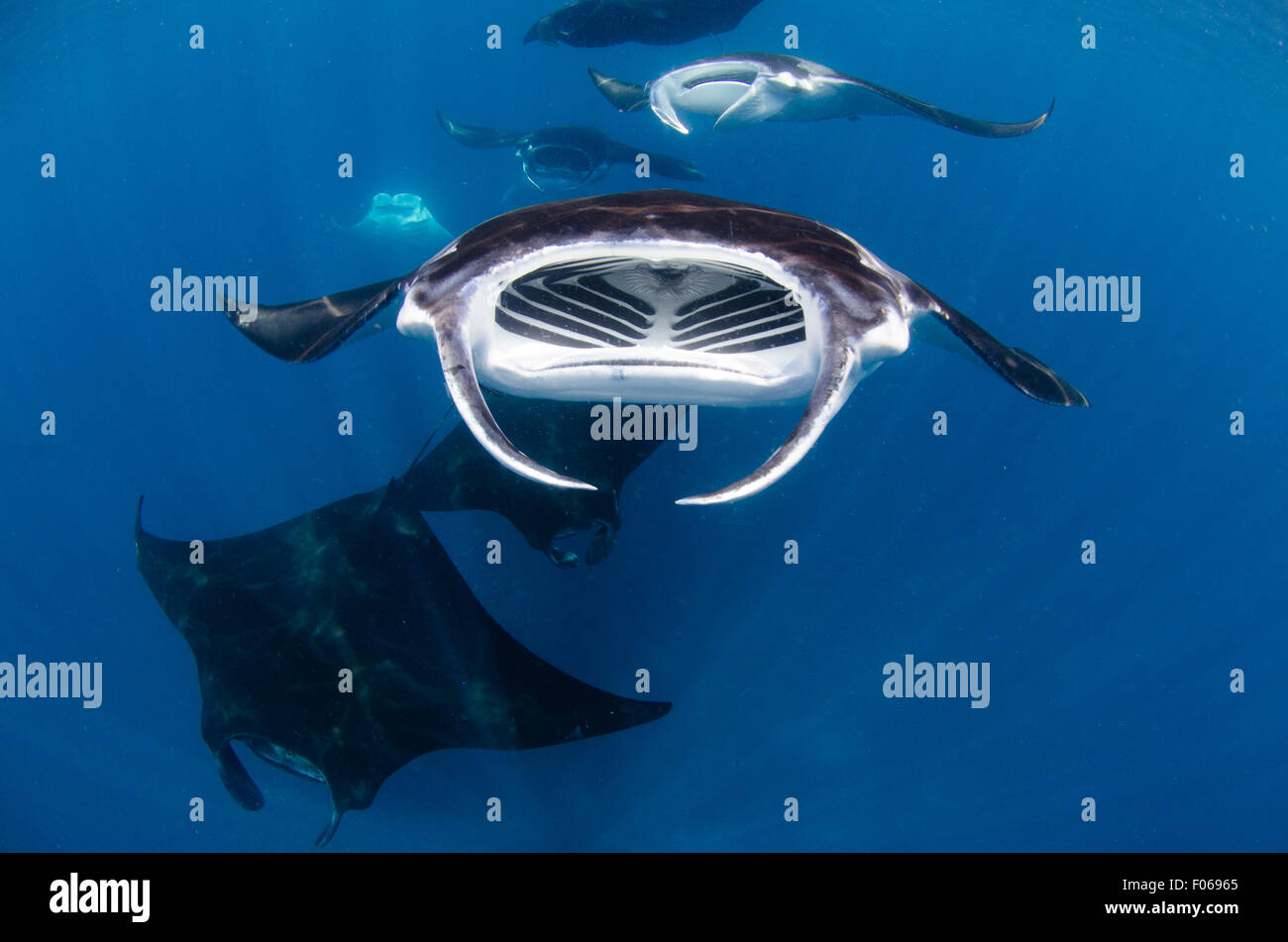 Manta rays, Manta alfredi, feeding near the surface, Manta Sandy ...