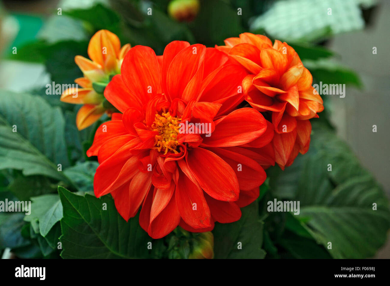 Flower, Dahlia Orange Stock Photo - Alamy