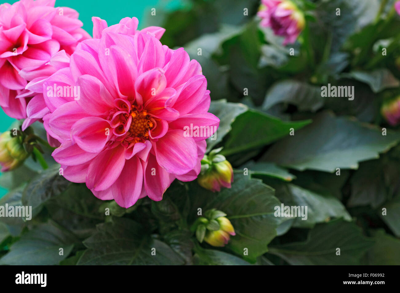 Piink hi-res stock photography and images - Alamy