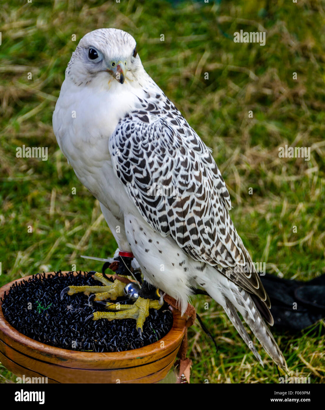 Gyr Falcon on perch Stock Photo - Alamy