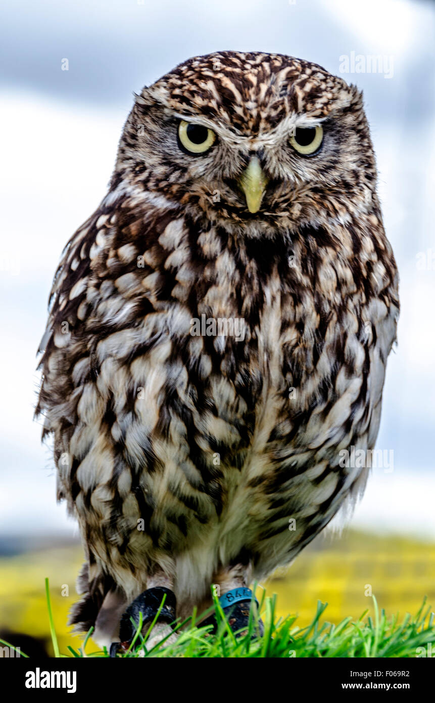 Little Owl (Athene noctua Stock Photo - Alamy