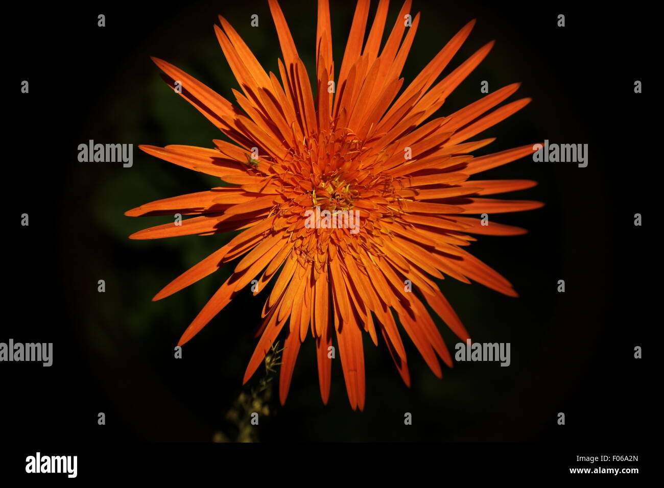 Sun like flower Stock Photo - Alamy