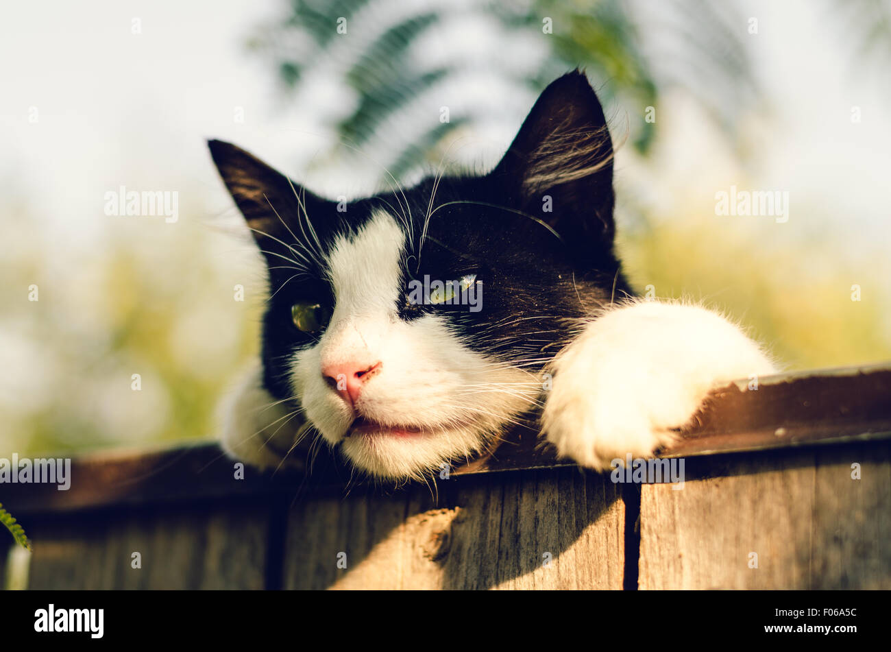 Lazy soft hi-res stock photography and images - Alamy