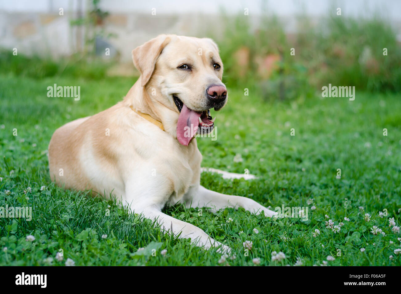 Yellow labrador dog pink nose hi-res stock photography and images - Alamy