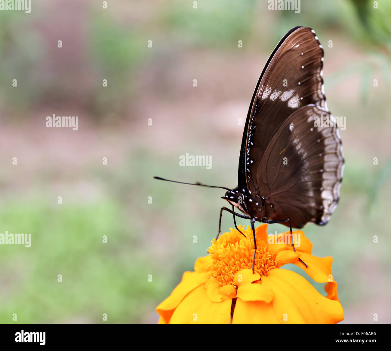 Common indian crow euploea core hi-res stock photography and images - Alamy