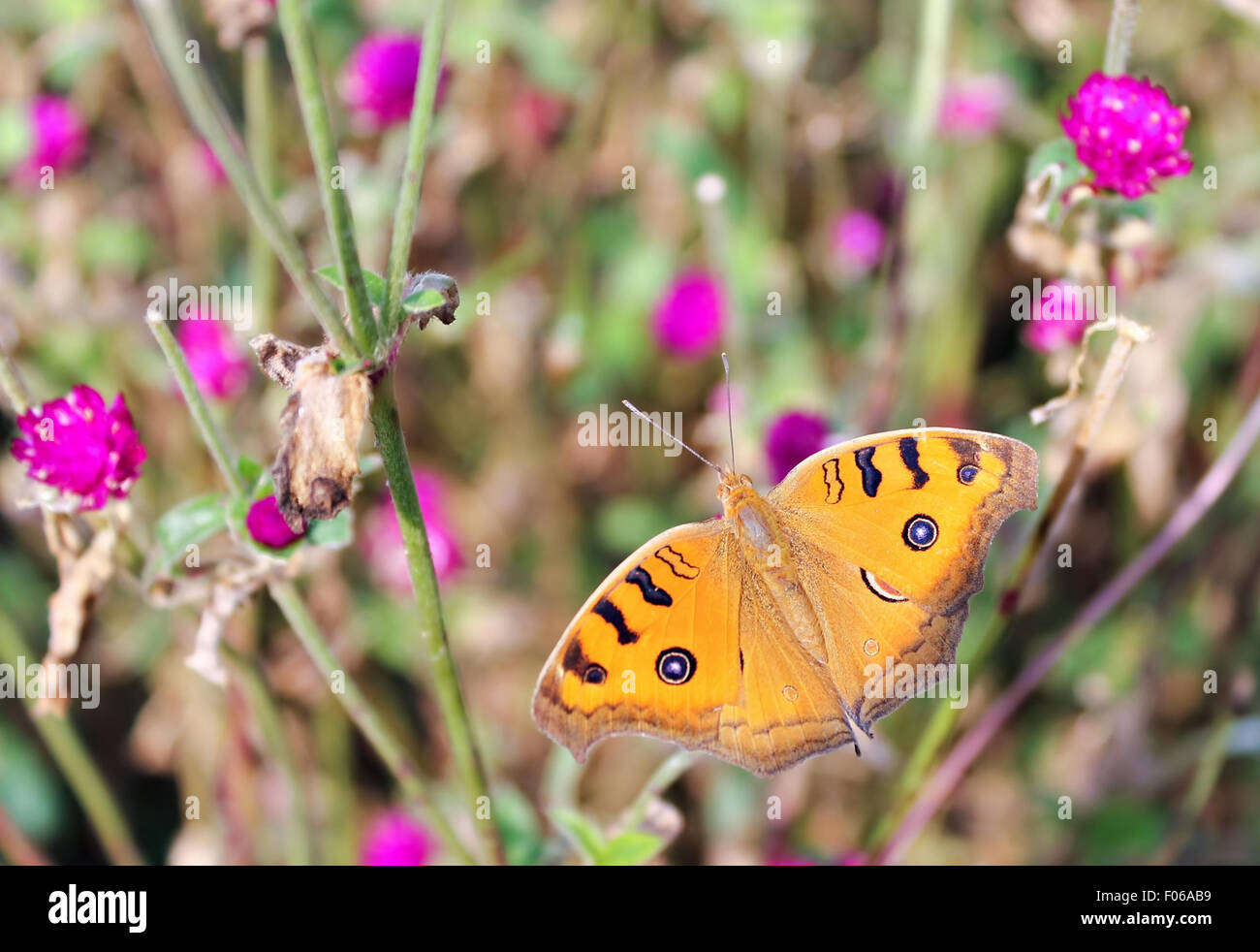 Peacock pansy junonia almana flying hi-res stock photography and images ...