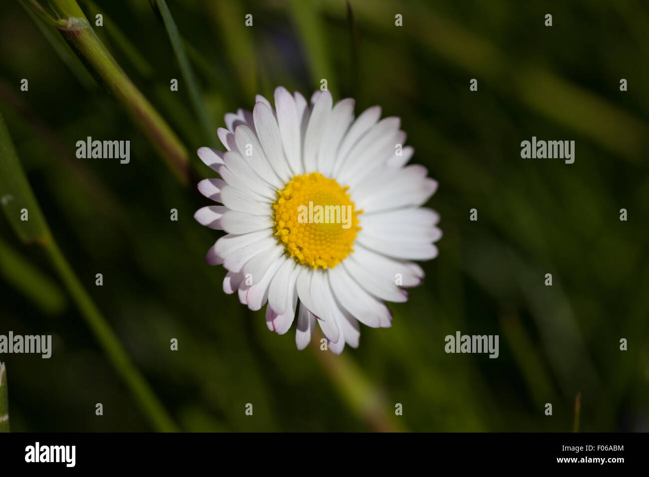Chamomile flower picture hi-res stock photography and images - Alamy