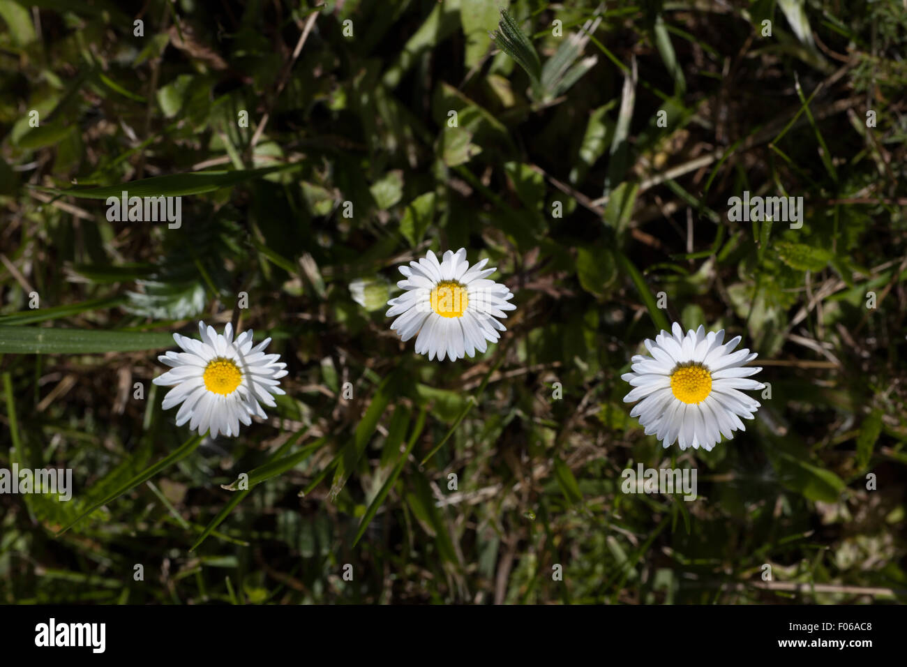 Chamomile flower hi-res stock photography and images - Alamy
