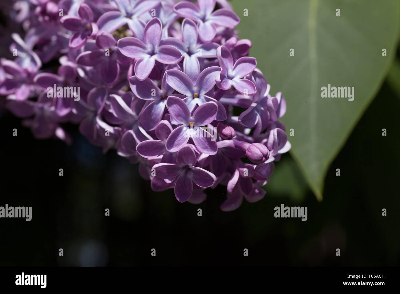 Closeup of lilac flower Stock Photo - Alamy