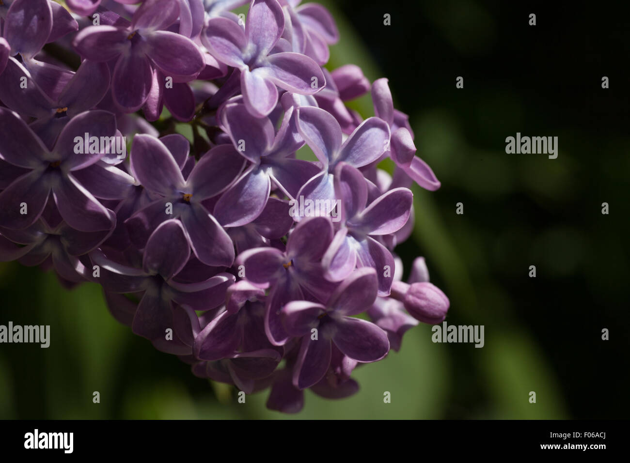 Closeup of lilac flower Stock Photo - Alamy