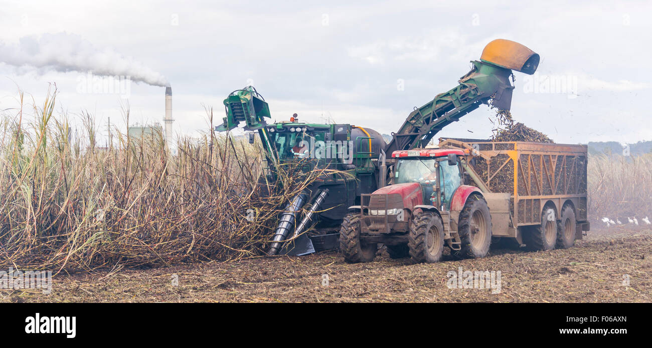 Sugar cane harvest cutting the cane in field with factory in background Stock Photo - Alamy